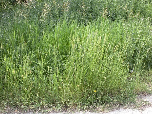 Crabgrass vs. Quackgrass: How to Identify & Kill These Nasty Weeds