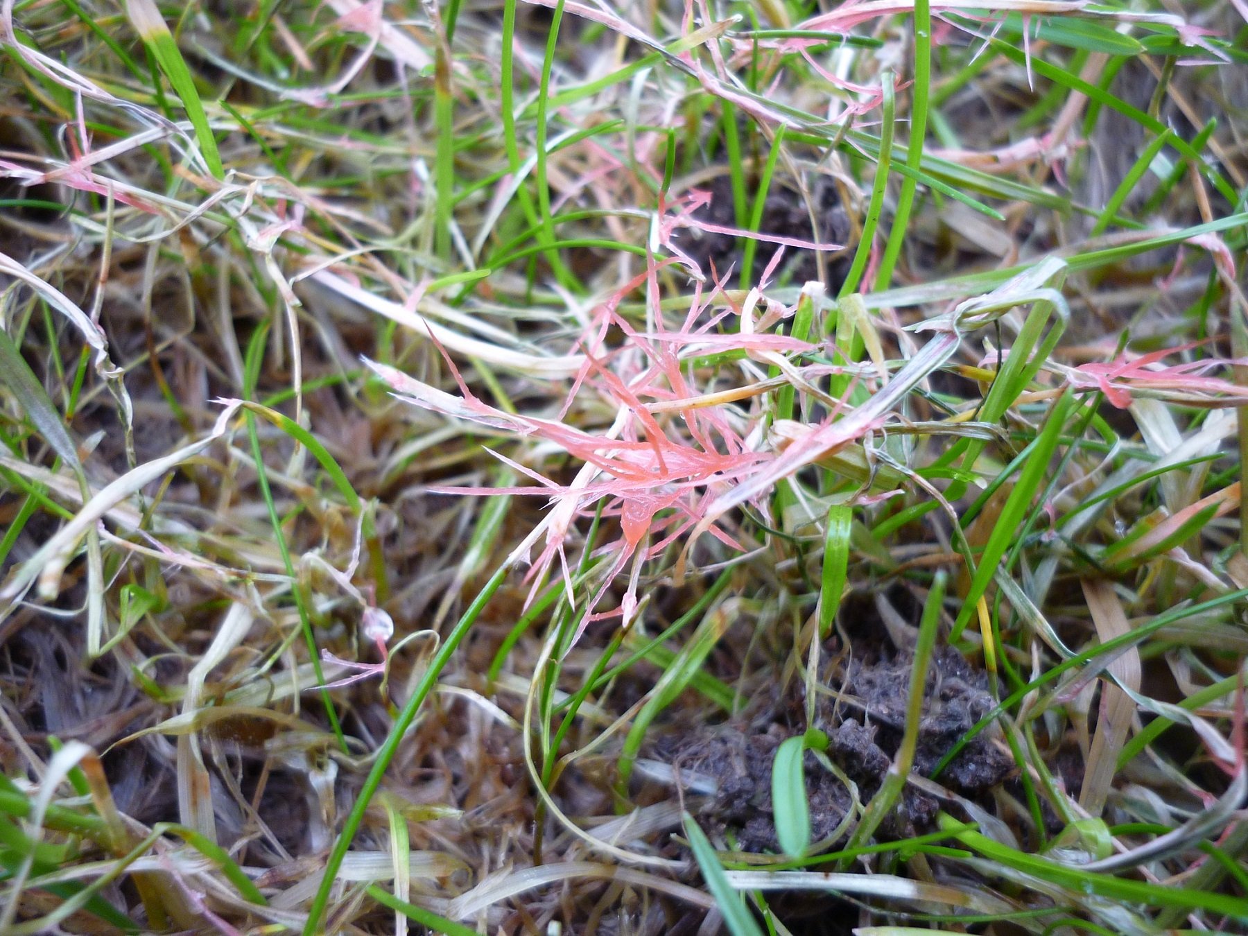 How to Identify and Get Rid of Red Thread Fungus in Your Lawn