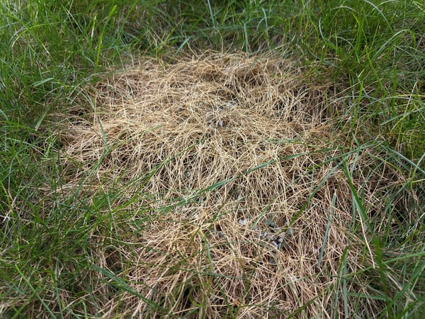 Did You Over-Fertilize Your Lawn? How To Know and What to Do