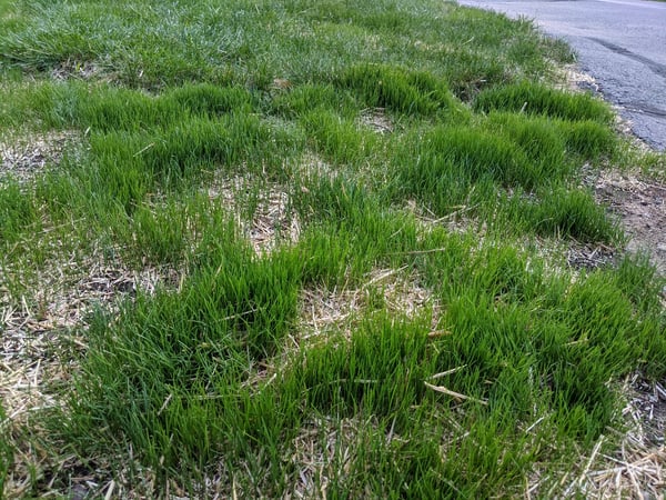 What Kind of Grass Do I Have? Grass Types in Minnesota & Wisconsin